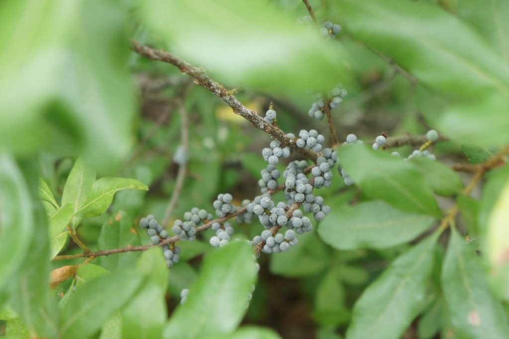 How To Propagate Wax Myrtles From Stem Cuttings And Seeds - Gardening