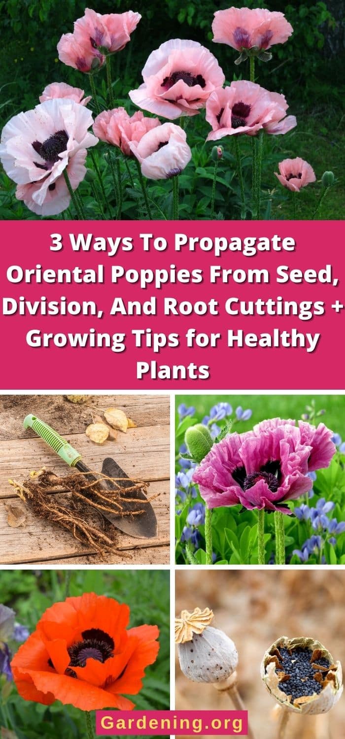 3 Ways To Propagate Oriental Poppies + Growing Tips - Gardening