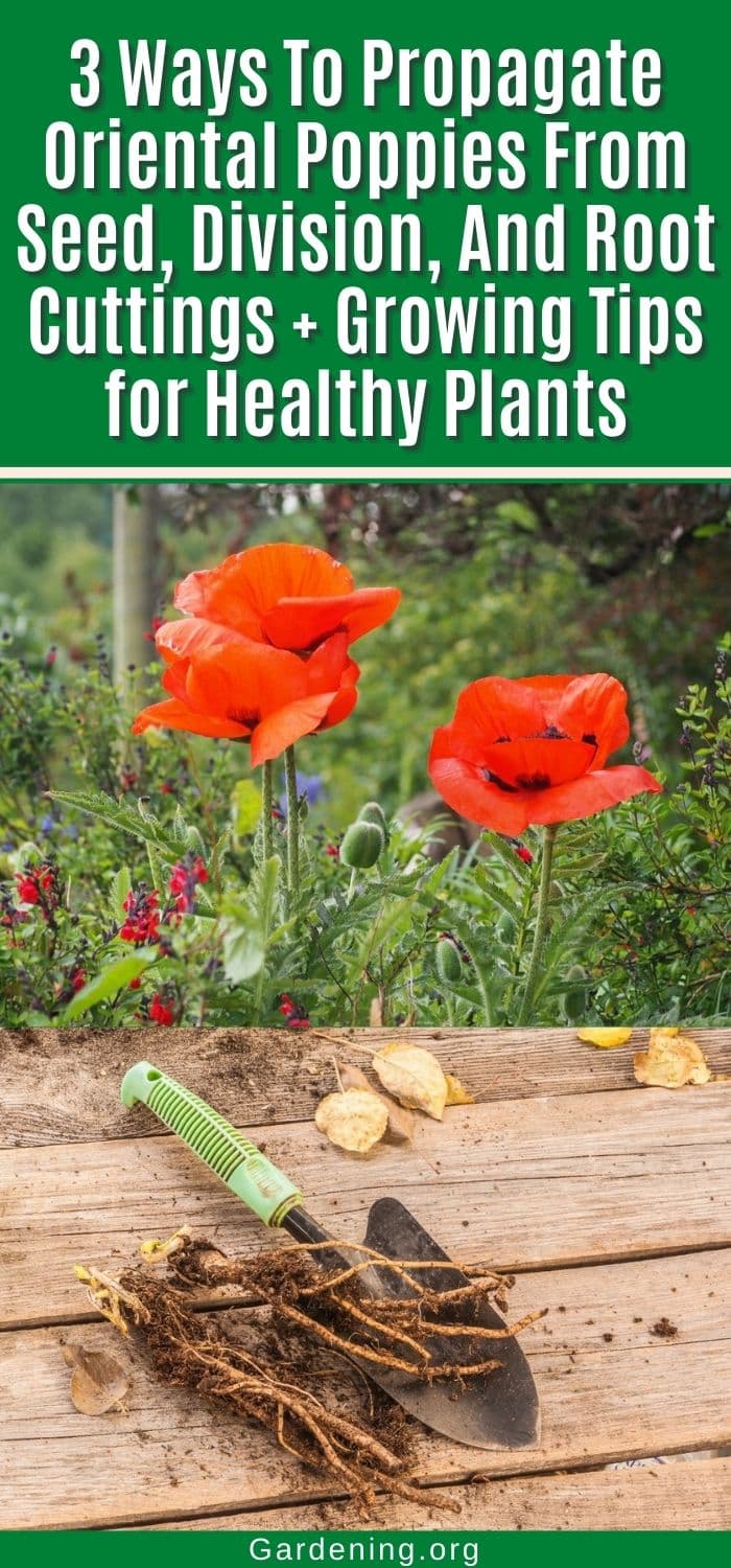3 Ways To Propagate Oriental Poppies + Growing Tips - Gardening