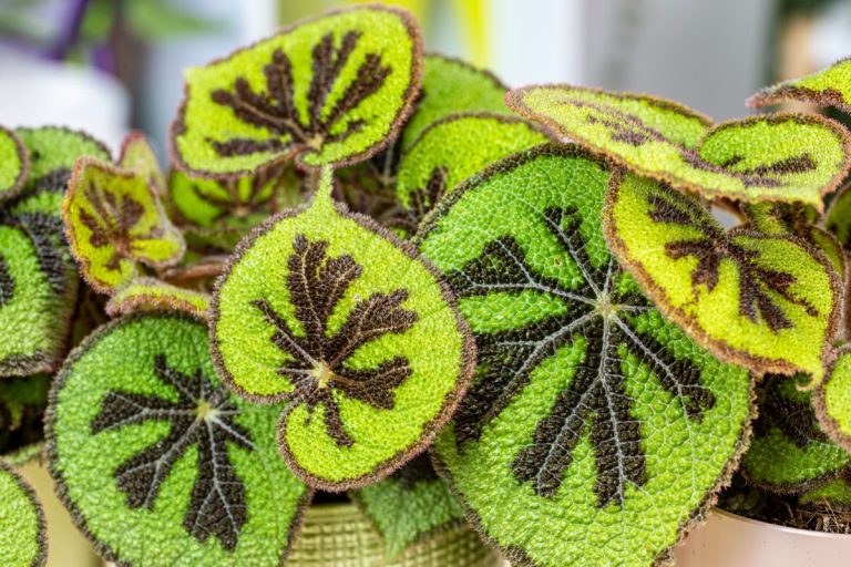 How To Propagate Begonias (Stem, Leaf, and Root Cuttings) - Gardening