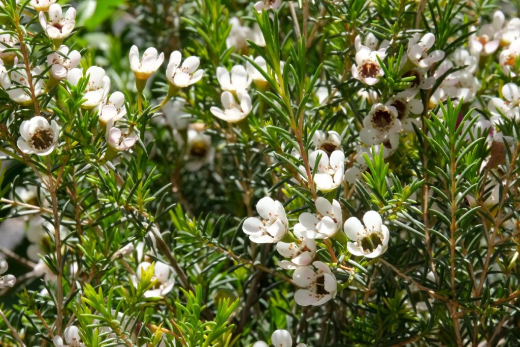 How To Propagate Wax Myrtles From Stem Cuttings And Seeds - Gardening