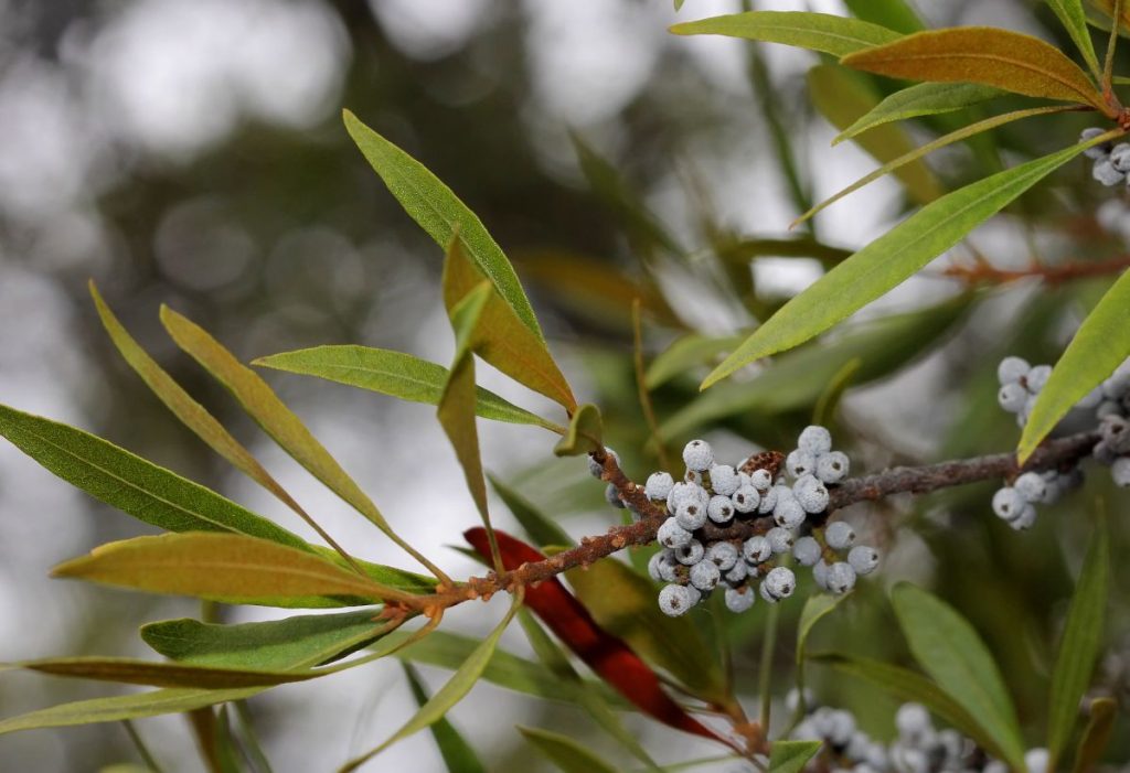 How To Propagate Wax Myrtles From Stem Cuttings And Seeds - Gardening