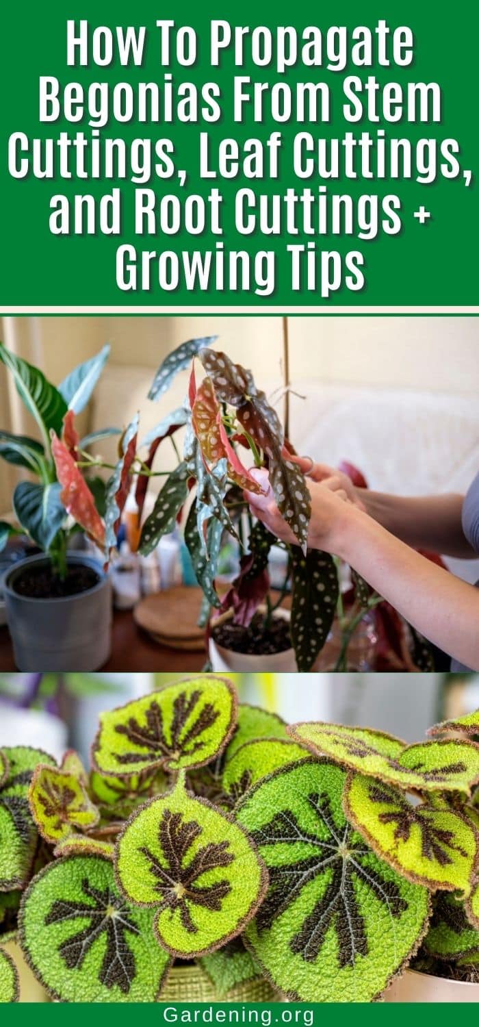 How To Propagate Begonias (Stem, Leaf, and Root Cuttings) - Gardening