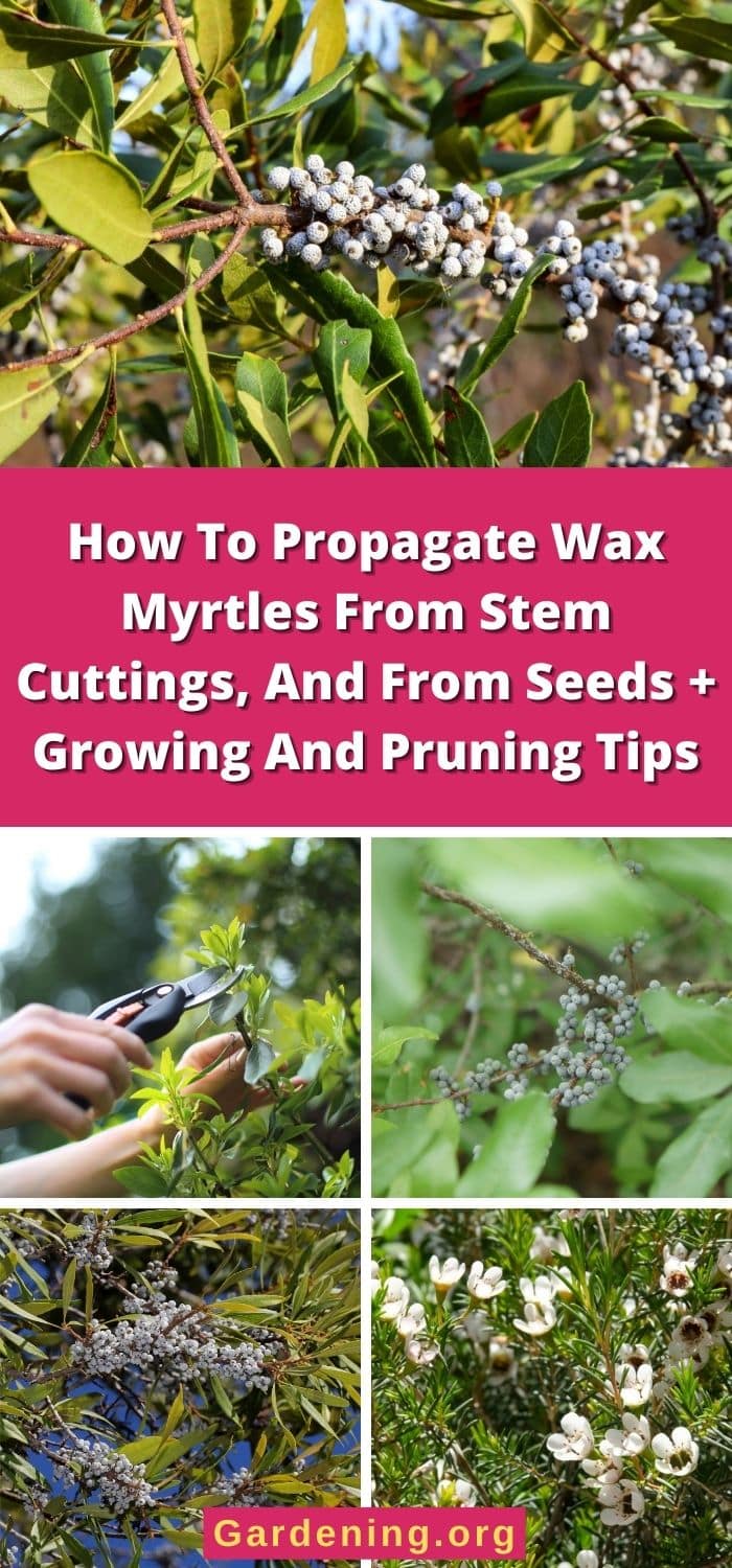 How To Propagate Wax Myrtles From Stem Cuttings And Seeds - Gardening