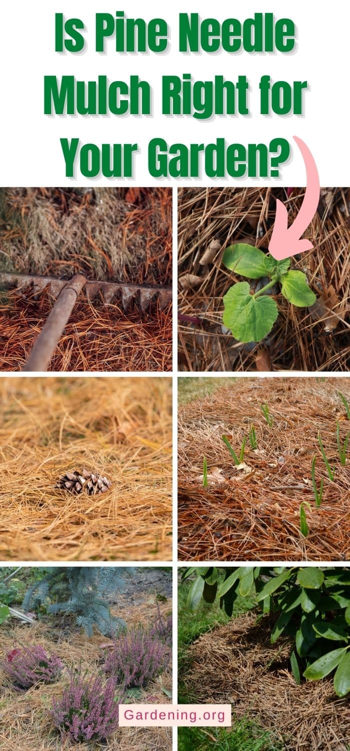 Is Pine Needle Mulch Right for Your Garden? 18 Pros and Cons