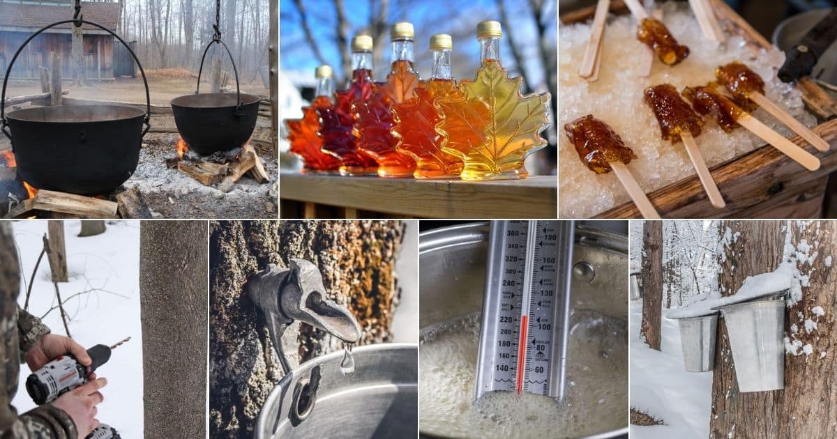 Making Maple Syrup from Your Backyard Maple Trees - Gardening