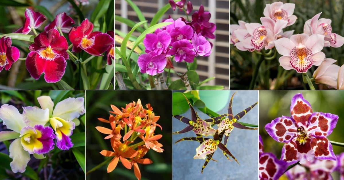 18 Easy to Care Orchids for Beginners - Gardening
