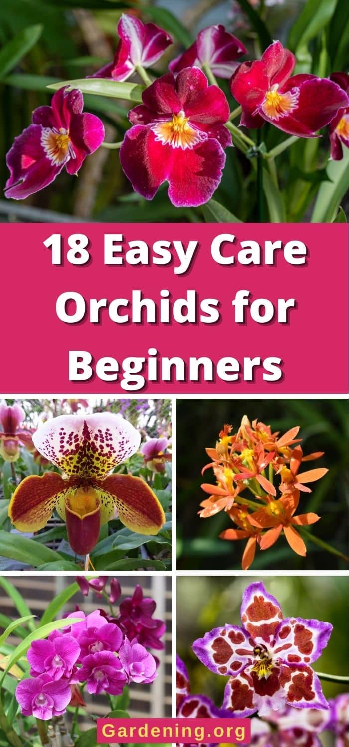 18 Easy to Care Orchids for Beginners - Gardening