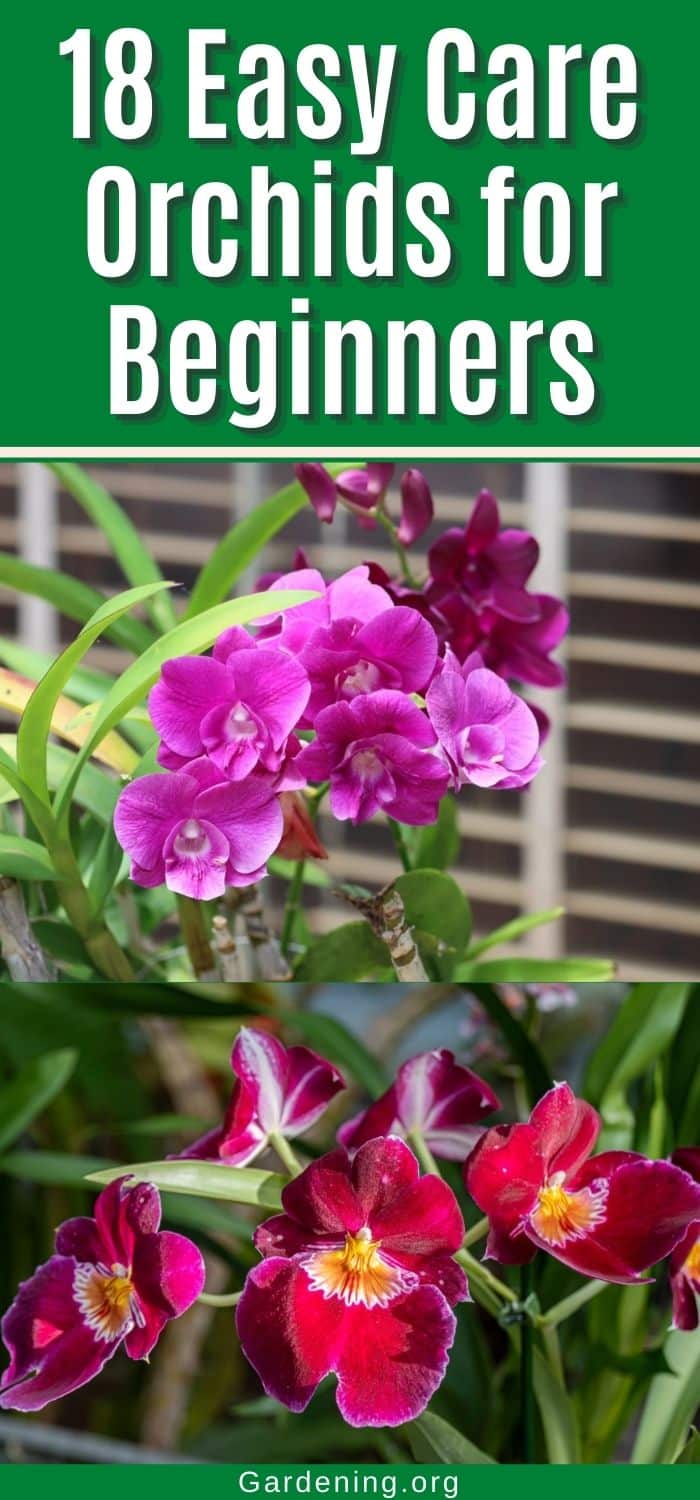 18 Easy to Care Orchids for Beginners - Gardening