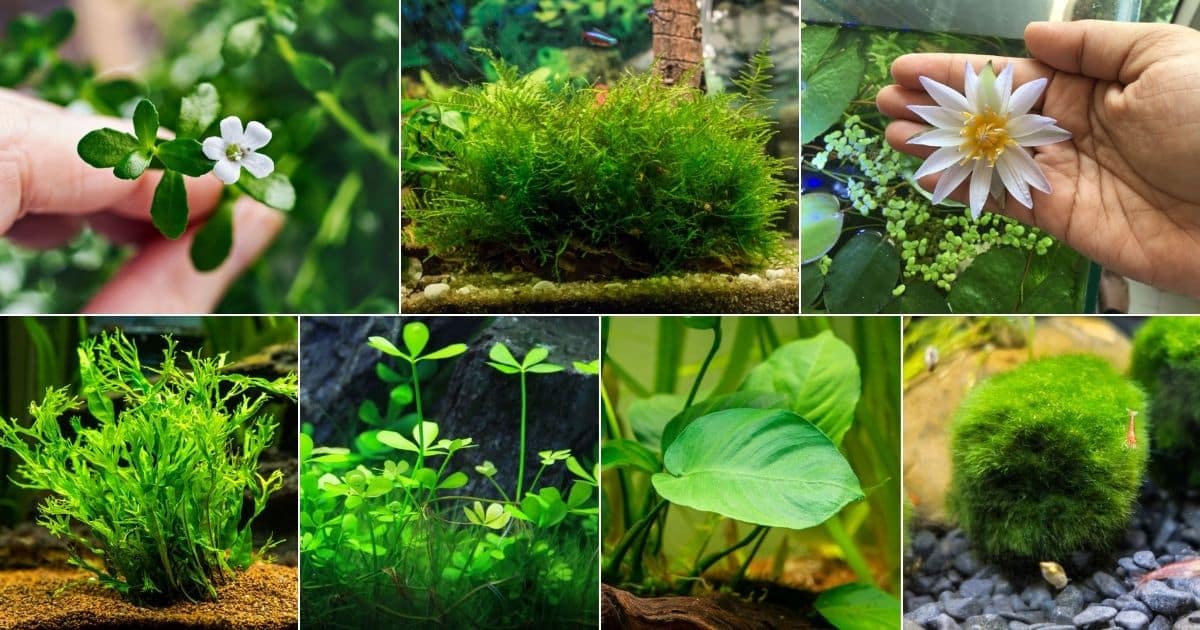 Freshwater Aquarium Plants For Beginners
