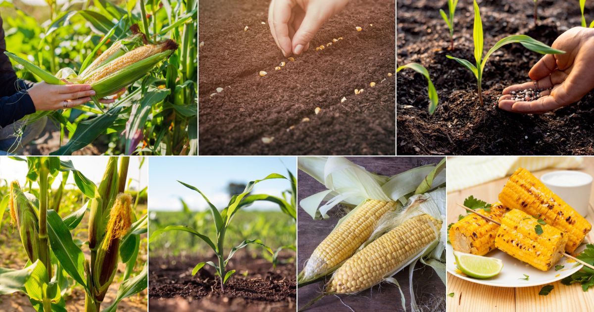 Sweet Corn Planting Guide