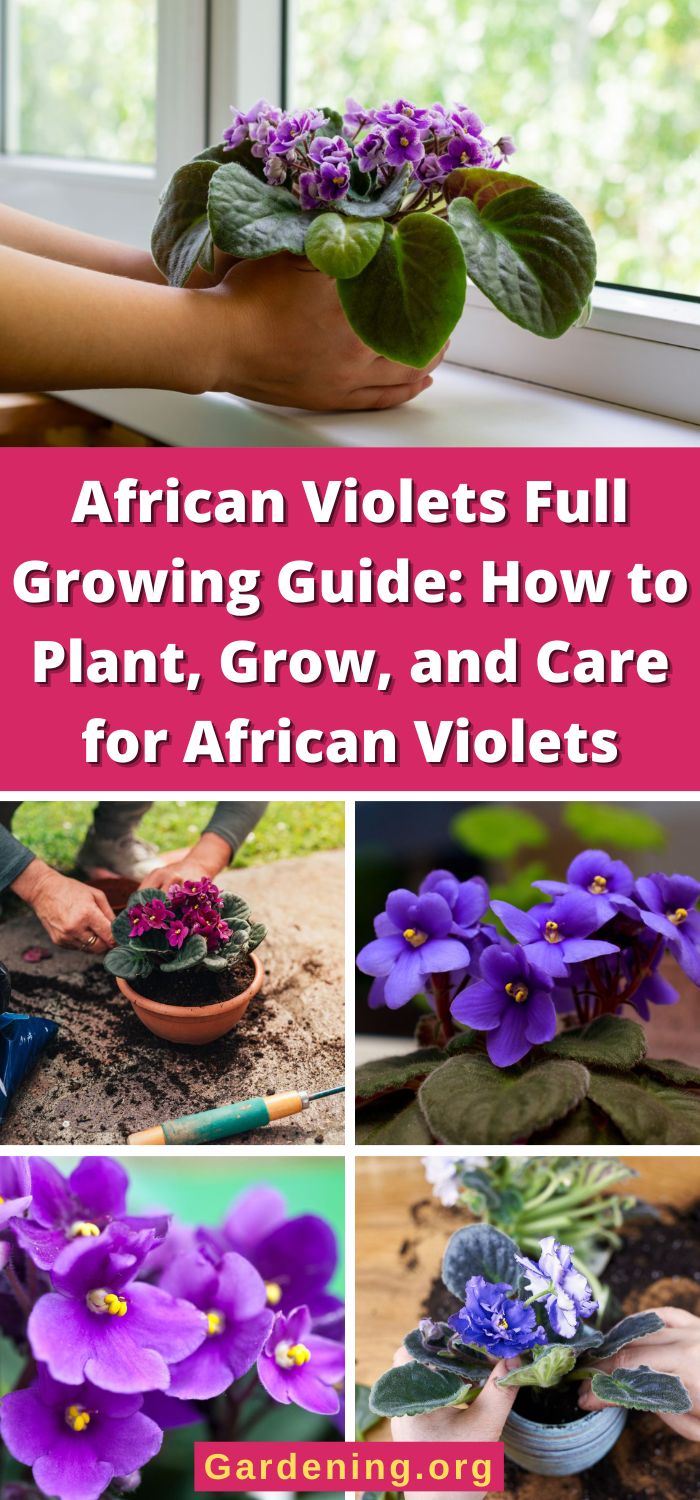 African Violets Growing Guide (Plant, Grow, and Care) - Gardening