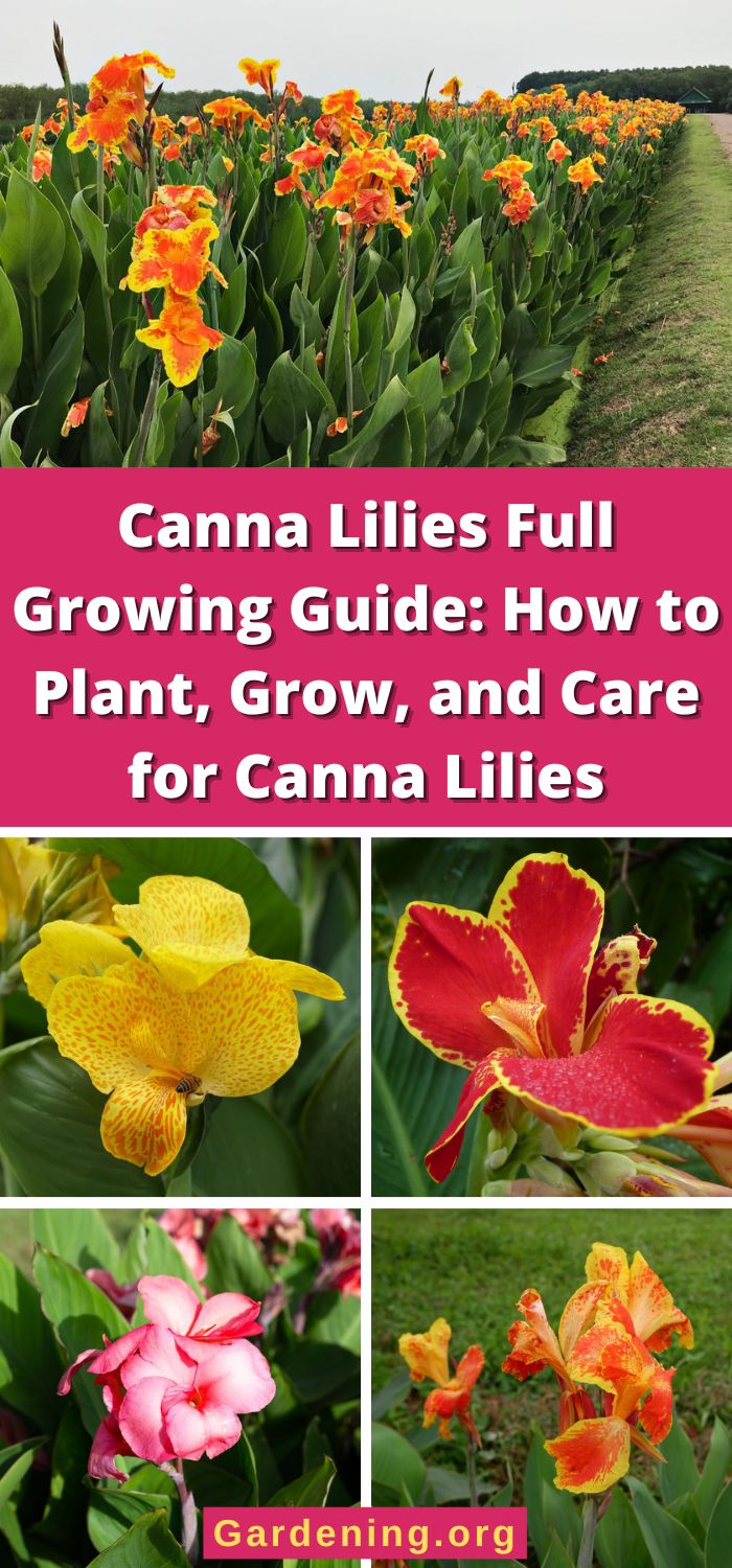 Canna Grow Guide