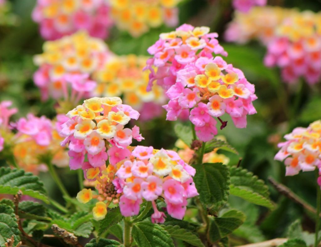 Lantana Flowers Full Growing Guide (Plant, Grow, and Care) - Gardening