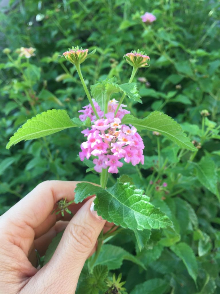 Lantana Flowers Full Growing Guide (Plant, Grow, and Care) - Gardening