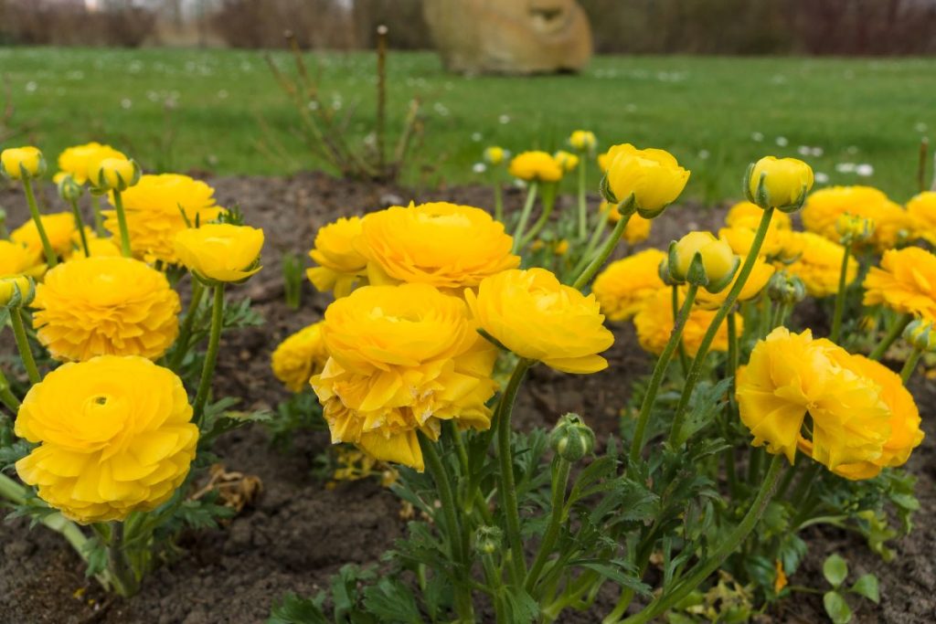 Buttercups (Ranunculus) Full Growing Guide (Plant, Grow, and Care)