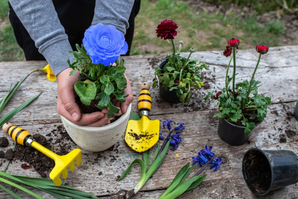 Buttercups (Ranunculus) Full Growing Guide (Plant, Grow, and Care)