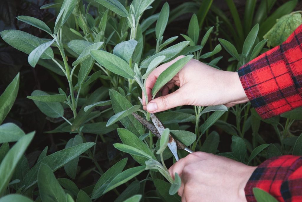 Sage Plants Full Growing Guide (Plant, Grow, and Care) - Gardening