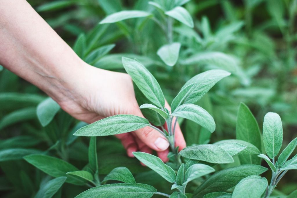 Sage Plants Full Growing Guide (Plant, Grow, and Care) - Gardening
