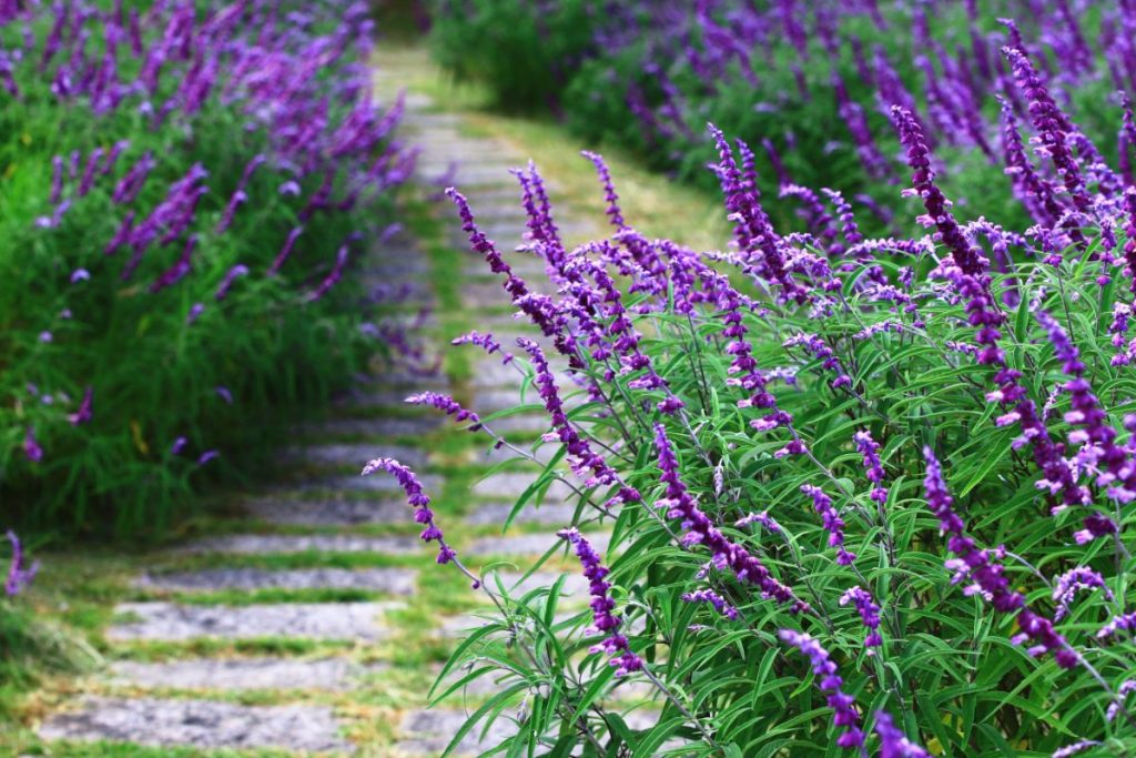 Sage Plants Full Growing Guide (Plant, Grow, and Care) - Gardening