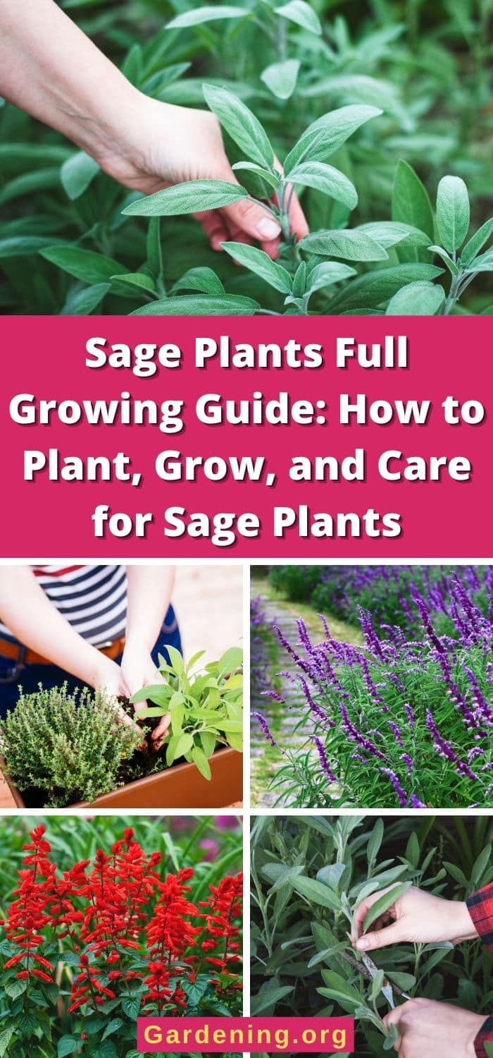 Sage Plants Full Growing Guide (Plant, Grow, and Care) - Gardening