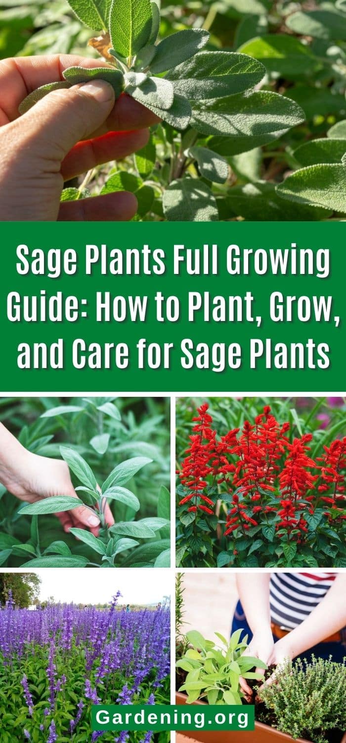 Sage Plants Full Growing Guide (Plant, Grow, and Care) - Gardening