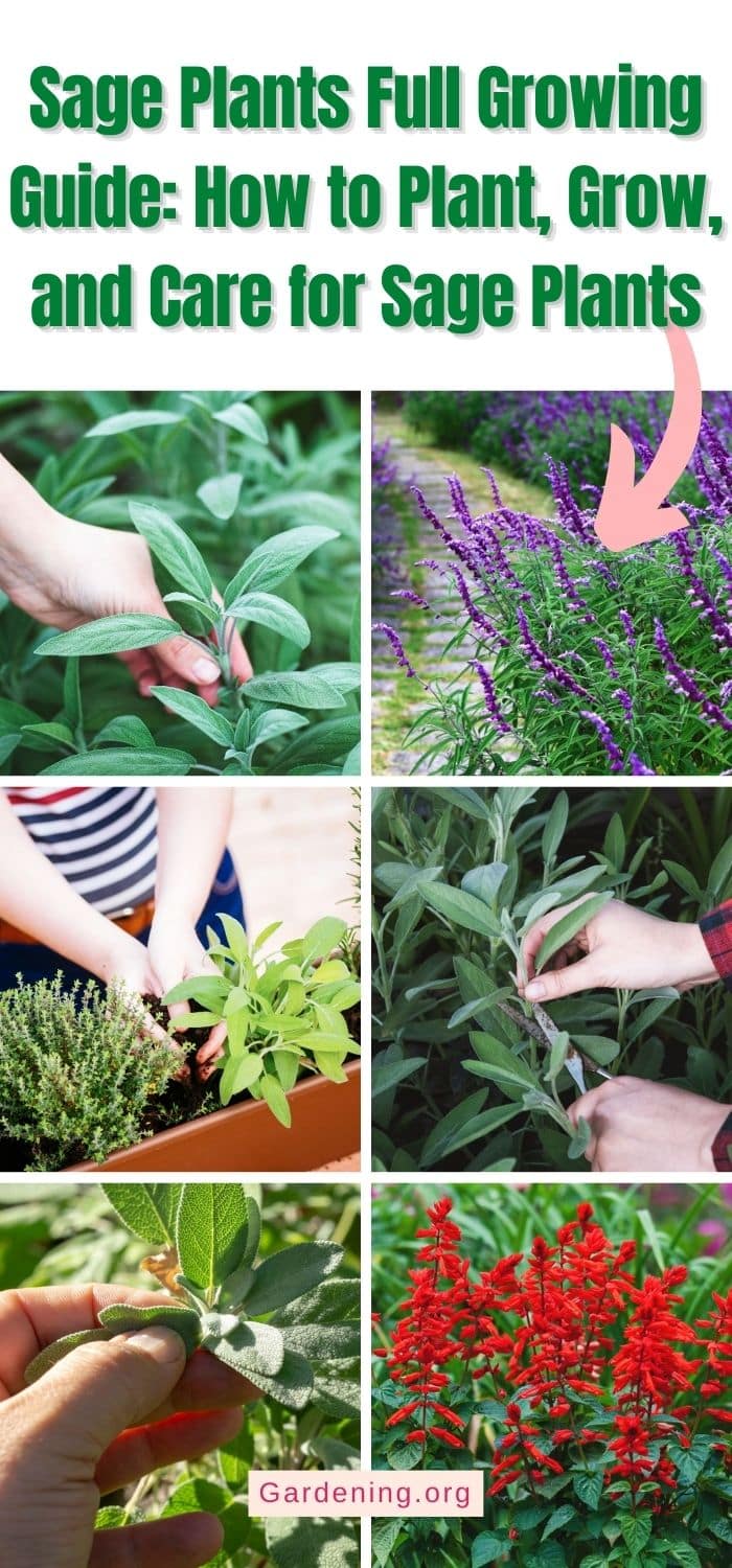 Sage Plants Full Growing Guide (Plant, Grow, and Care) - Gardening