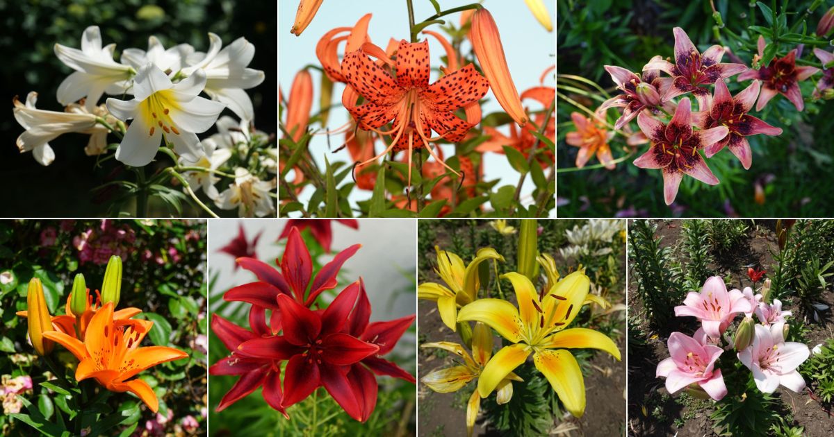 True Lilies Full Growing Guide (Plant, Grow, and Care) - Gardening