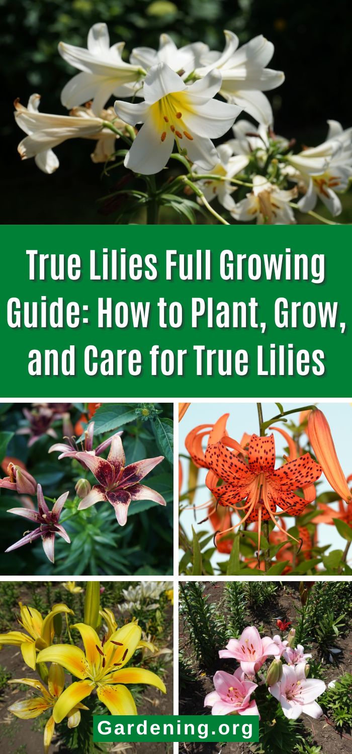 True Lilies Full Growing Guide (Plant, Grow, and Care) - Gardening