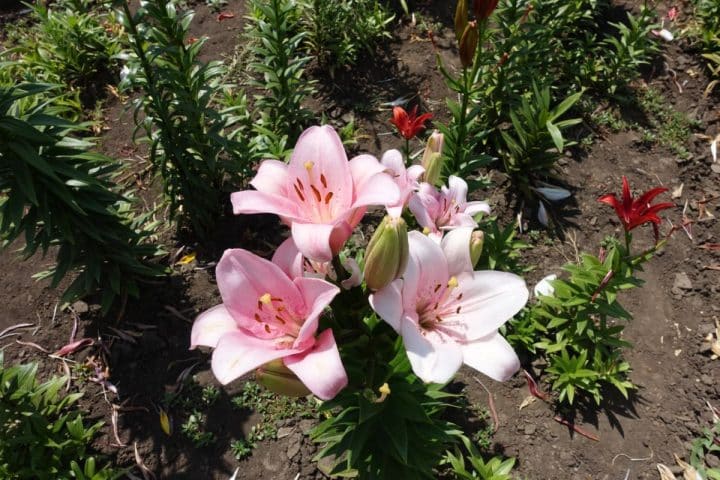 True Lilies Full Growing Guide (Plant, Grow, and Care) - Gardening