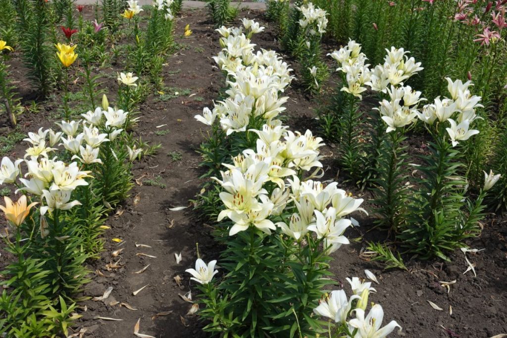 True Lilies Full Growing Guide (Plant, Grow, and Care) - Gardening