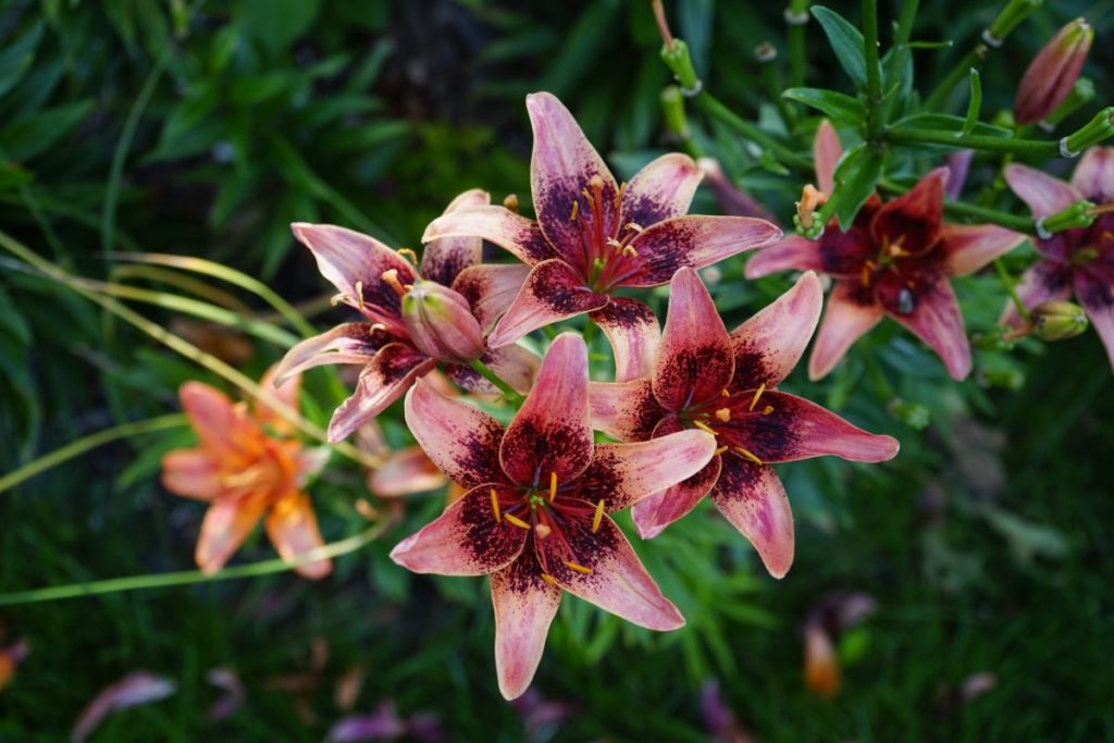 True Lilies Full Growing Guide (Plant, Grow, and Care) - Gardening