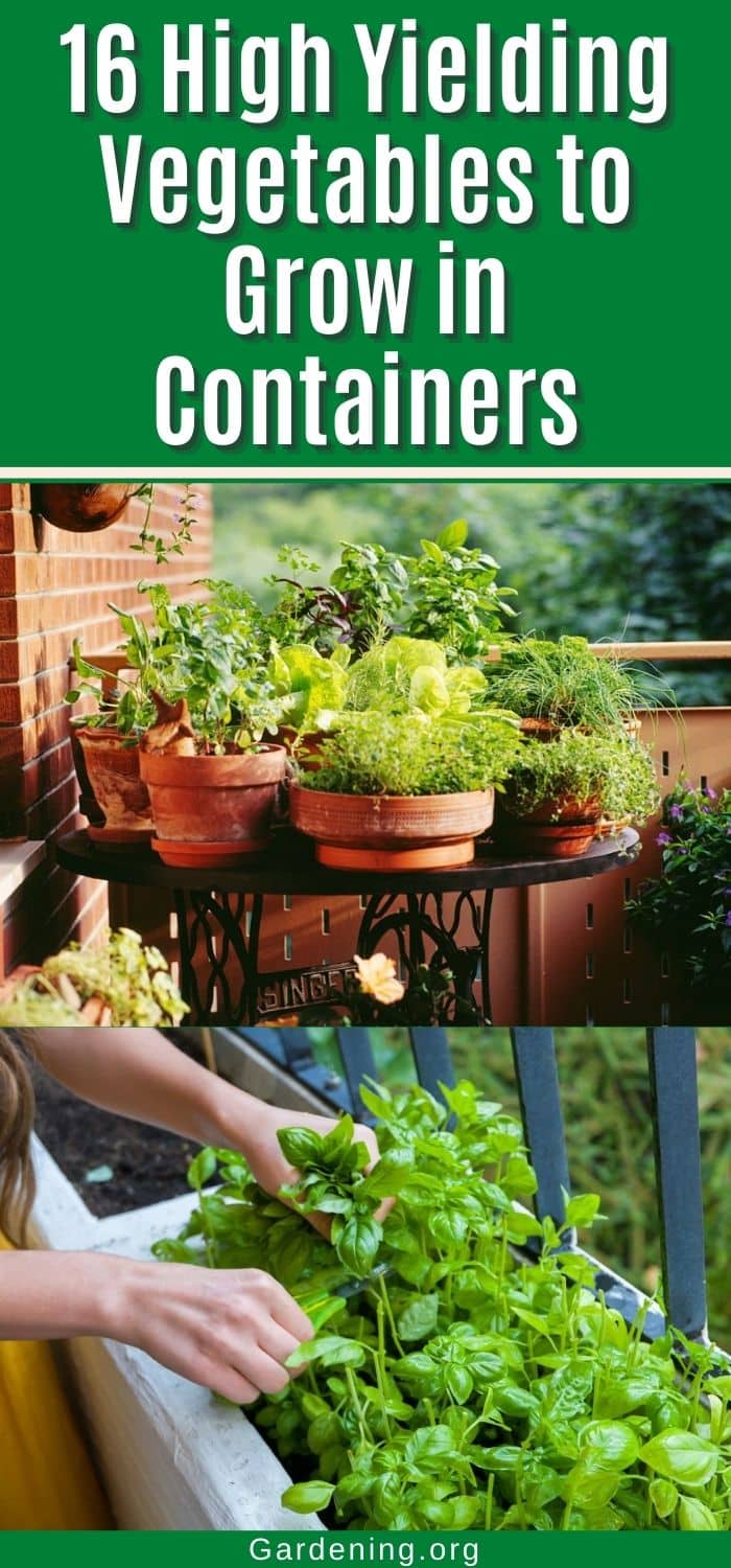 16 High Yielding Vegetables to Grow in Containers - Gardening