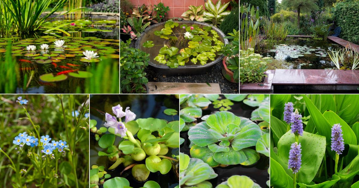 Types Of Water Plants For Ponds