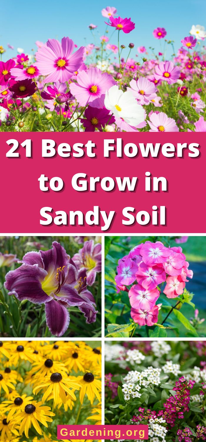 21 Best Flowers to Grow in Sandy Soil - Gardening