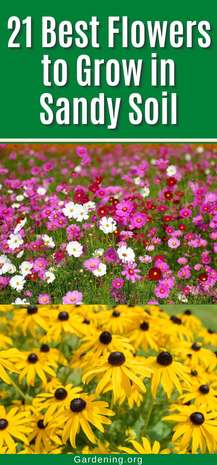 21 Best Flowers to Grow in Sandy Soil - Gardening