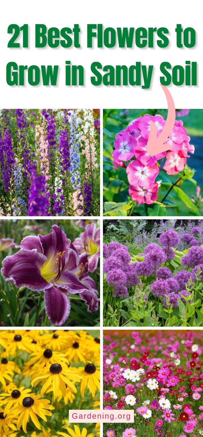 21 Best Flowers to Grow in Sandy Soil - Gardening
