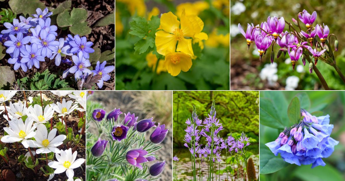 21 Spring Ephemerals for Early Garden Color - Gardening