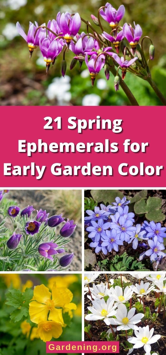 21 Spring Ephemerals for Early Garden Color - Gardening