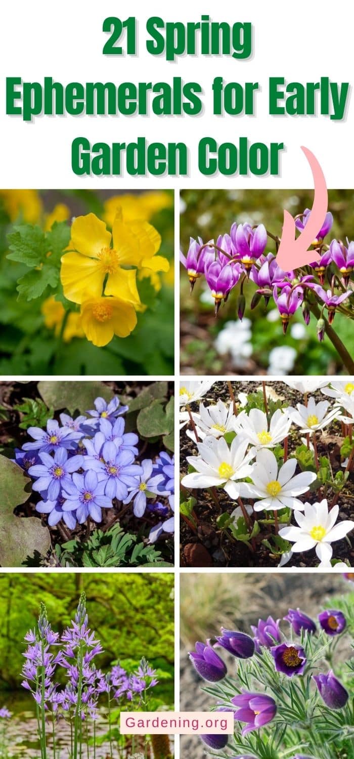 21 Spring Ephemerals for Early Garden Color - Gardening