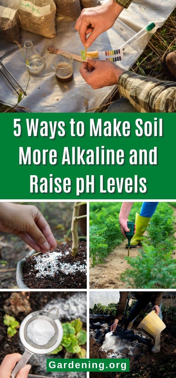 5 Ways to Make Soil More Alkaline and Raise pH Levels