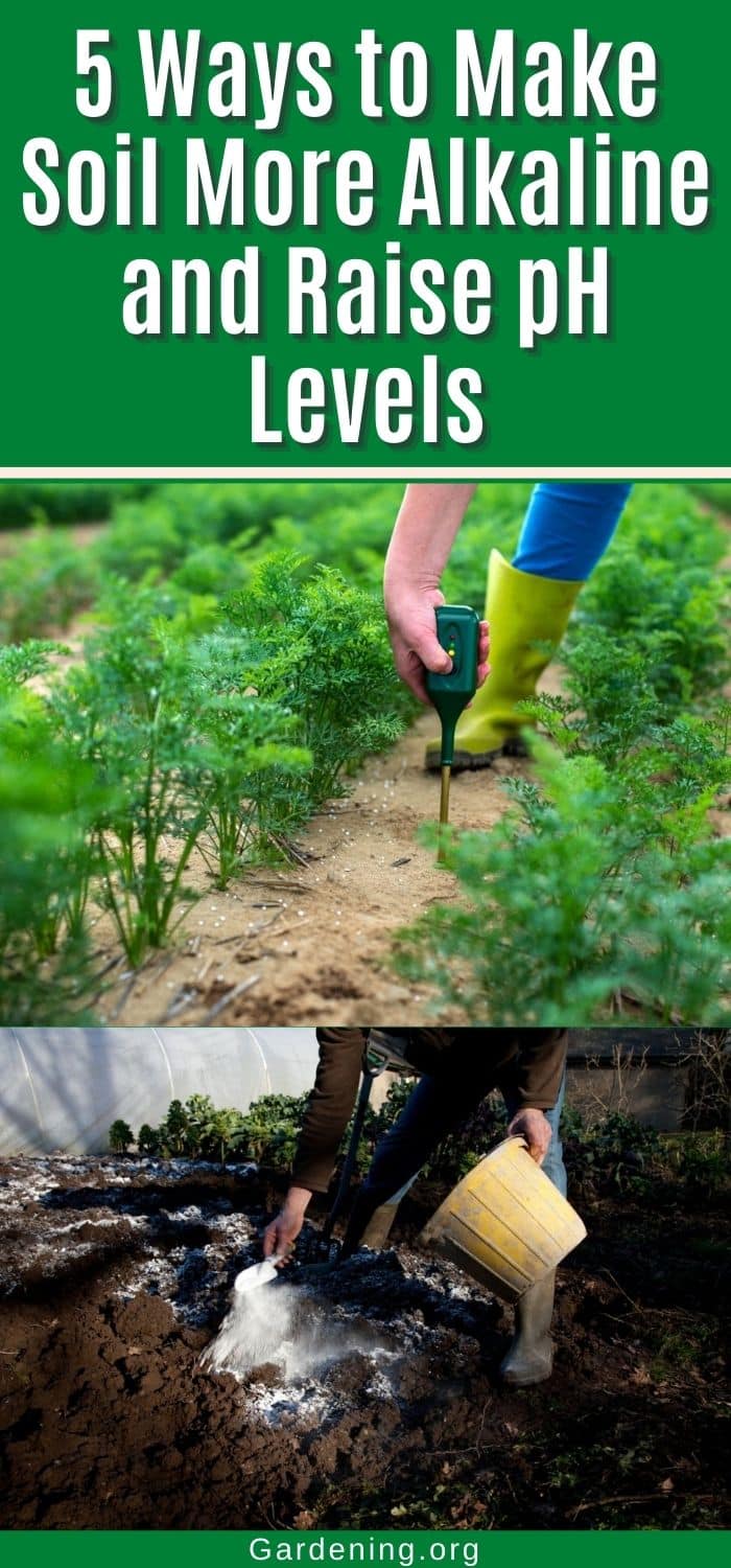 5 Ways to Make Soil More Alkaline and Raise pH Levels