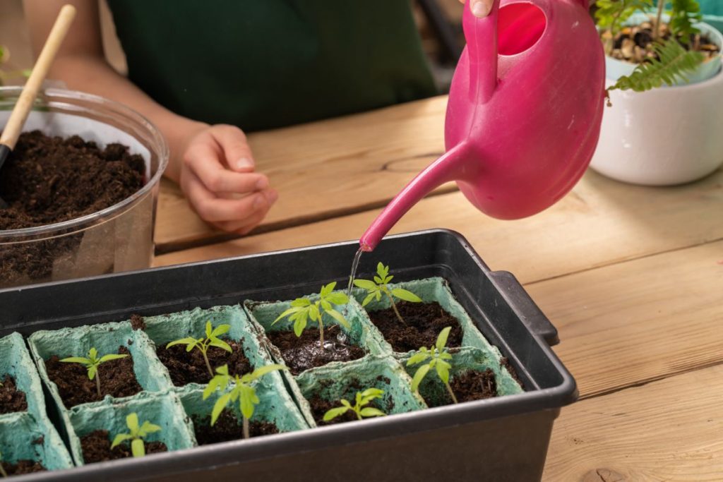 How and When to Fertilize Seedlings (Week by Week) - Gardening