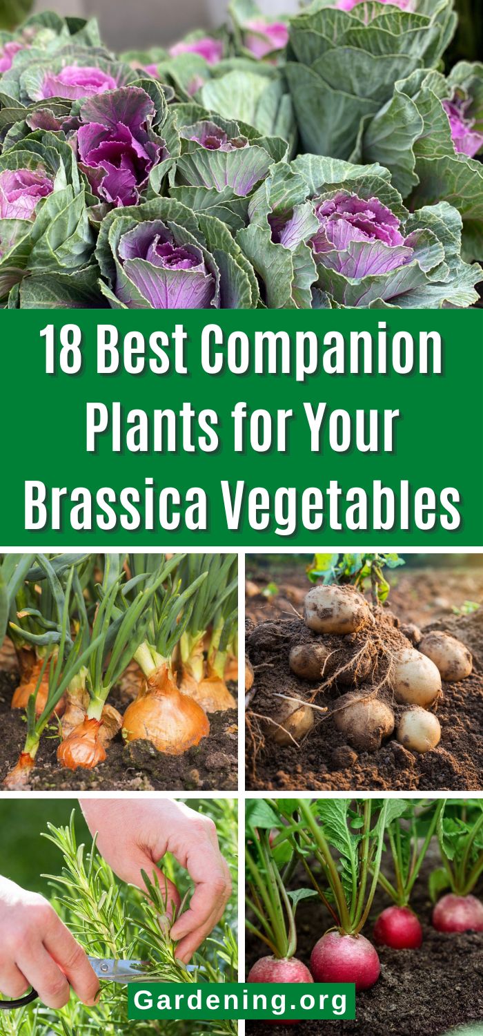 Exciting Brassica Companion Plants Images