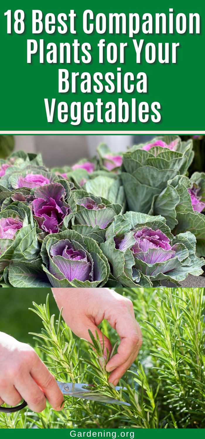 Exciting Brassica Companion Plants Images