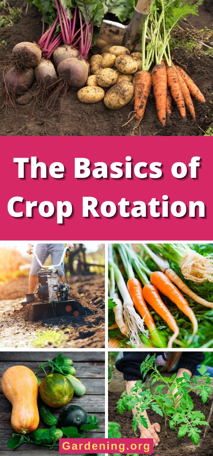 How to Rotate Garden Crops + Why It Matters
