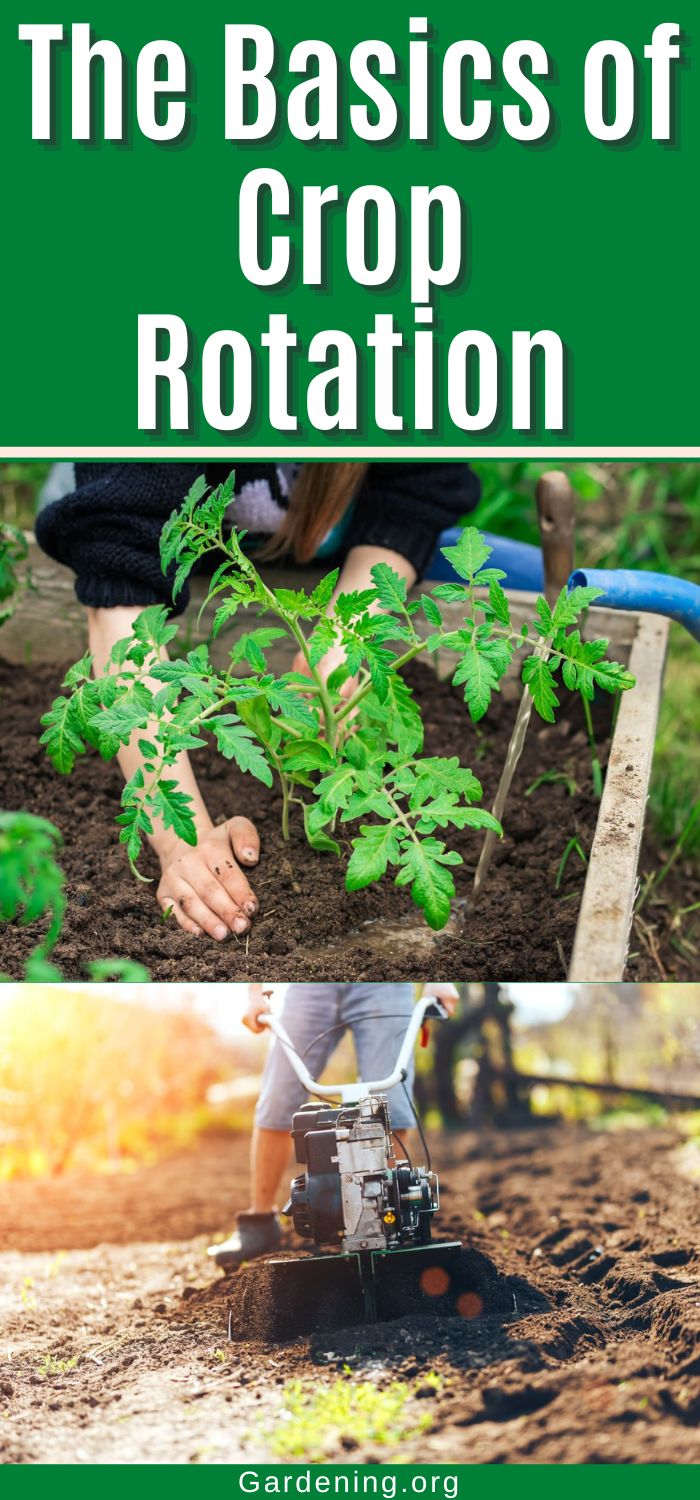 How to Rotate Garden Crops + Why It Matters