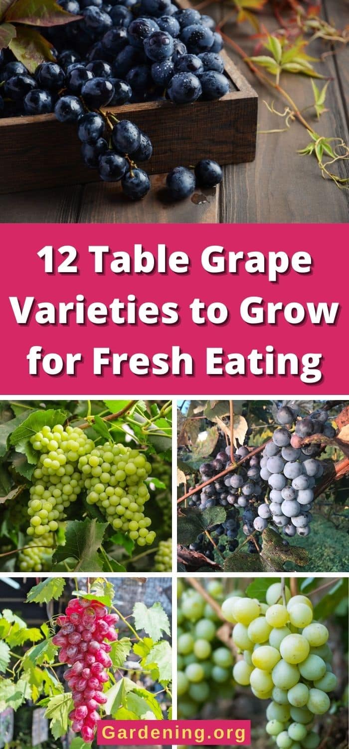 12 Table Grape Varieties to Grow for Fresh Eating - Gardening
