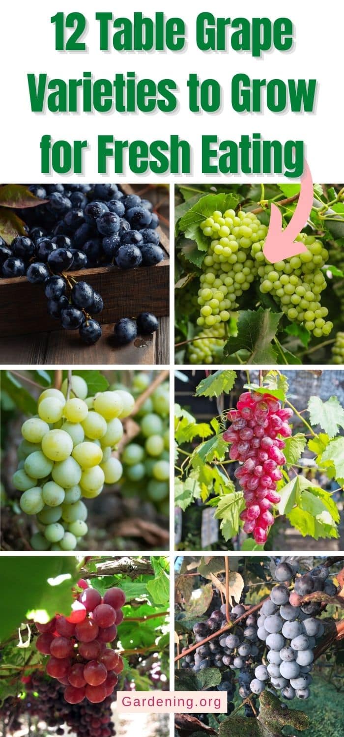 12 Table Grape Varieties to Grow for Fresh Eating - Gardening