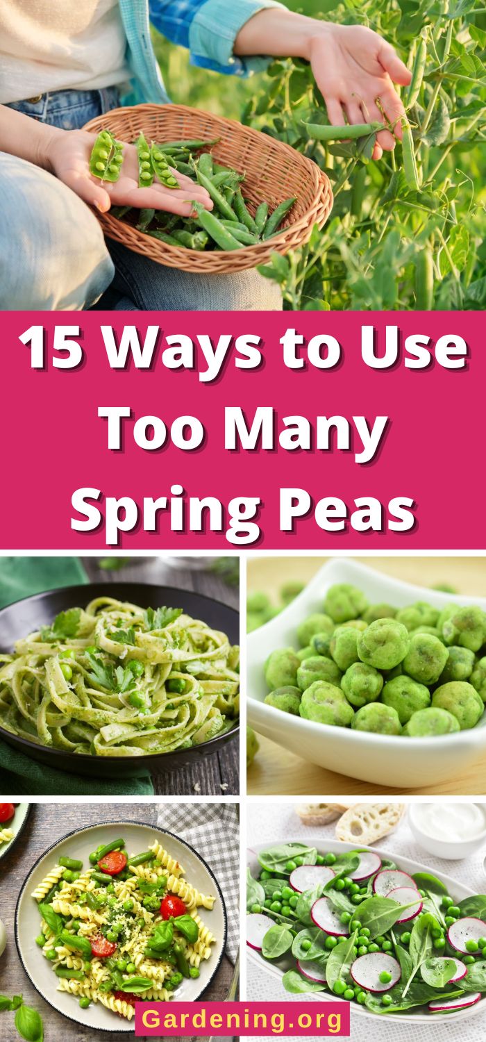 15 Ways to Use Too Many Spring Peas - Gardening